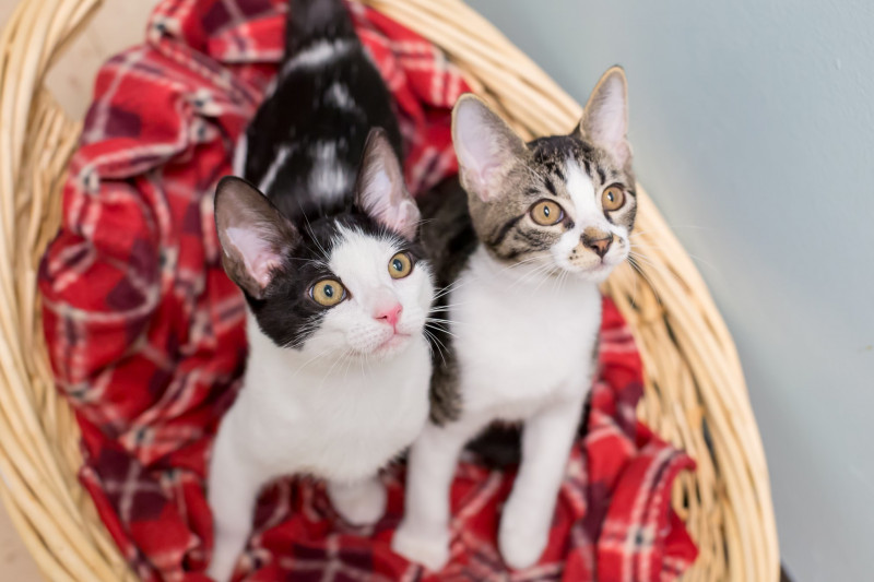 Grand Strand Humane Society - Pet Shelter and Rescue in Myrtle Beach ...