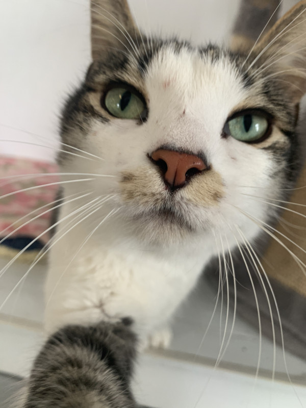 River Valley Animal Rescue - Pet Shelter and Rescue in Momence ...