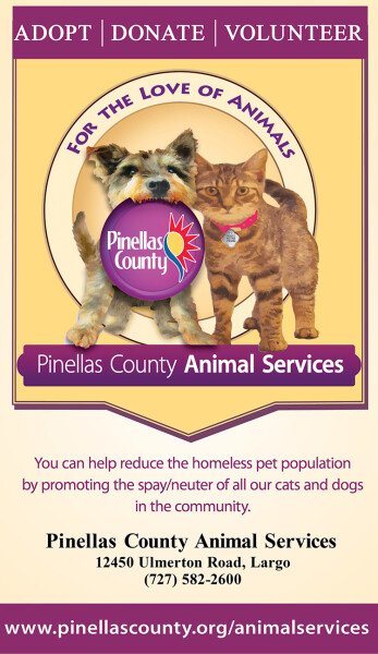 Animals for adoption at Pinellas County Animal Services in Largo, Florida | PetCurious