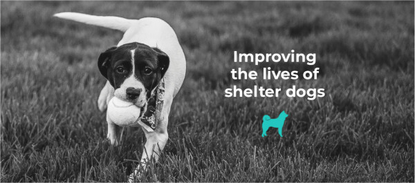 Animals for adoption at Gigi's in Canal Winchester, Ohio | PetCurious