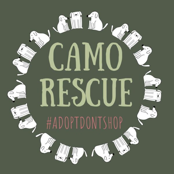 Animals for adoption at CAMO - Rescue in Houston, Texas | PetCurious