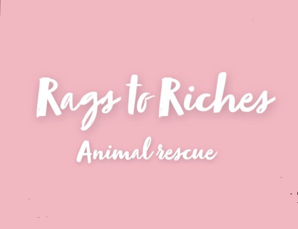 Animals for adoption at Rags To Riches Animal Rescue Inc in Tampa ...