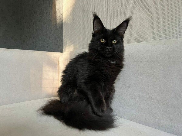 Cat Shelters and Rescues near Florida | PetCurious