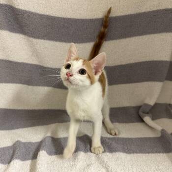 497 Available Domestic Short Hair and Persian Cats for Adoption near ...