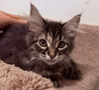 41 Available Domestic Medium Hair Cats for Adoption near Champlin ...