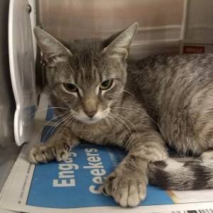 Extra Toes Cat Hemingway Polydactyl Rescue Cats for Adoption near ...