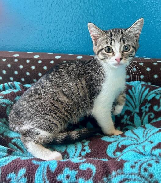 Rescue Domestic Short Hair Cats for Adoption in Houston, Texas - Mia ...