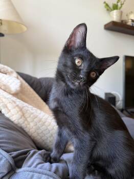 Doll Face - Persian Cat for Adoption in Fort Belvoir, Virginia - Doll ...