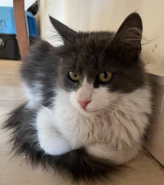 Rescue Maine Coon and Domestic Long Hair Cats for Adoption in Brampton ...