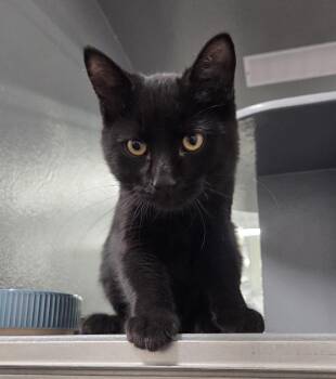 2 Available Cats for Adoption near Cobourg, Ontario | PetCurious