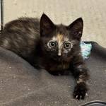 539 Dilute Tortoiseshell and Tortoiseshell Cats for Adoption | PetCurious