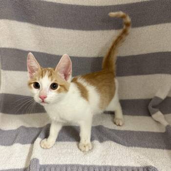 497 Available Domestic Short Hair and Persian Cats for Adoption near ...