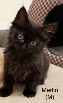 Merlin - Domestic Long Hair Cat for Adoption in Blaine, Minnesota ...