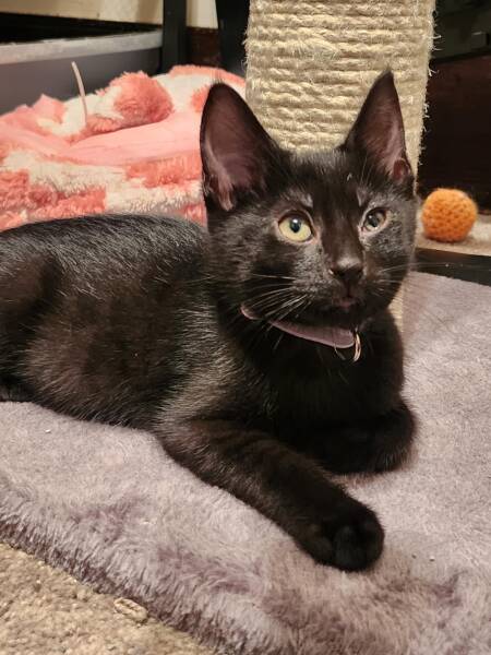 Rescue Domestic Short Hair Cats for Adoption in Butler, Pennsylvania ...
