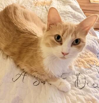 41 Available Domestic Medium Hair Cats for Adoption near Champlin ...