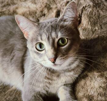10 Available Cats for Adoption near Nanaimo, British Columbia | PetCurious