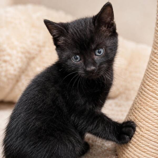 TEMPLETON - Domestic Medium Hair Cat for Adoption in Cranston, Rhode ...