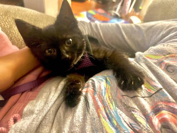 TWO BLACK KITTENS PETSMART NORTHWEST RENO MALE AND FEMALE - Bombay Cat ...