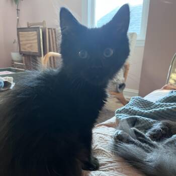296 Available Tortoiseshell and Bombay Cats for Adoption | PetCurious