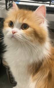 Persian Rescue Cats for Adoption near Anacortes, Washington | PetCurious