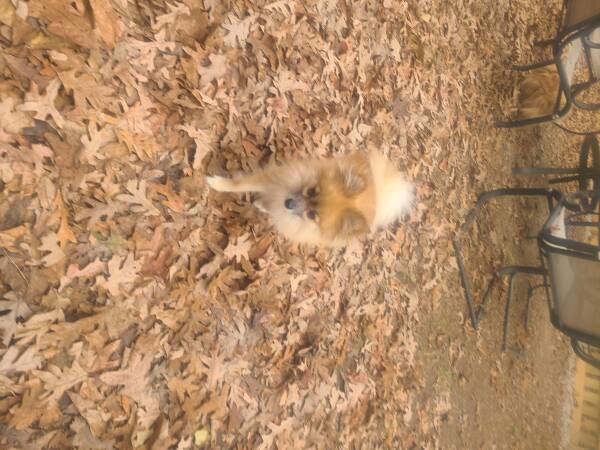 Rescue Pomeranian Dogs for Adoption in Richmond, Virginia - Odie ...