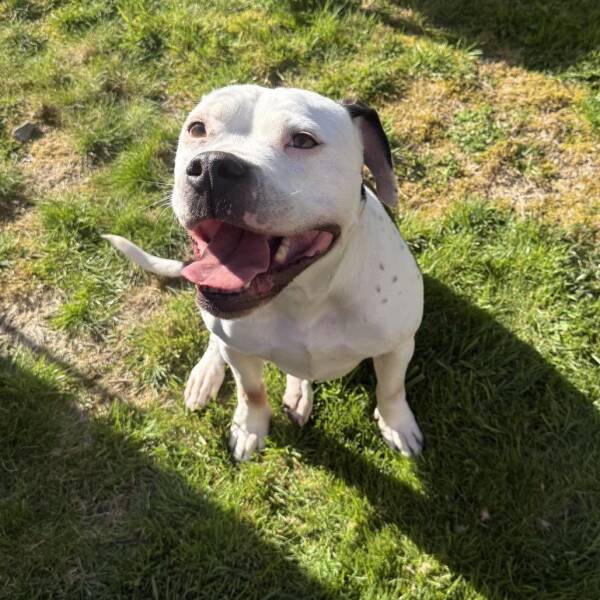 Staffordshire Bull Terrier Dogs Available for Adoption in West Richland ...