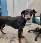 1,307 Great Dane and Doberman Pinscher Dogs for Adoption | PetCurious