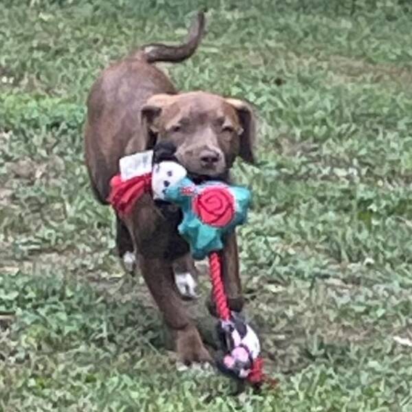 Bean - Border Collie and Mixed Breed Dog for Adoption in Mocksville ...