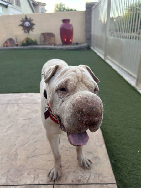 Rescue Shar Pei Dogs for Adoption in Lake Forest, California - Baron ...