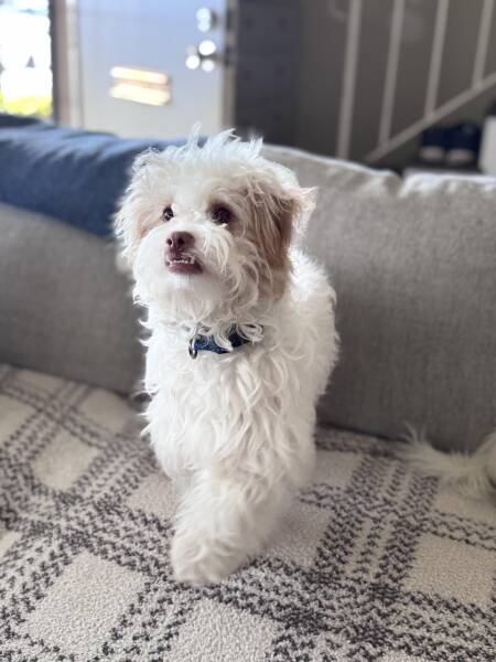Rescue Maltipoo and Jack Russell Terrier Dogs for Adoption in Tustin ...