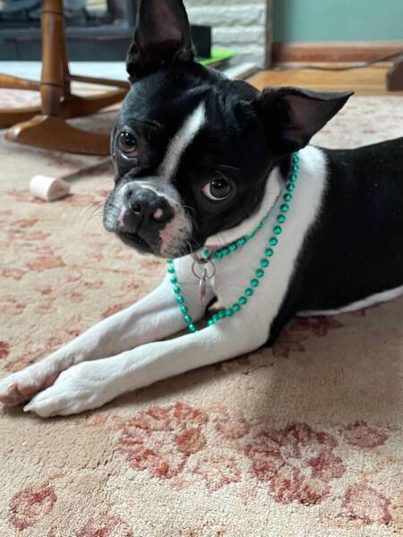 Sunshine - Boston Terrier Dog for Adoption in Jackson, Tennessee ...