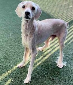 Cockapoo Rescue Dogs for Adoption | PetCurious