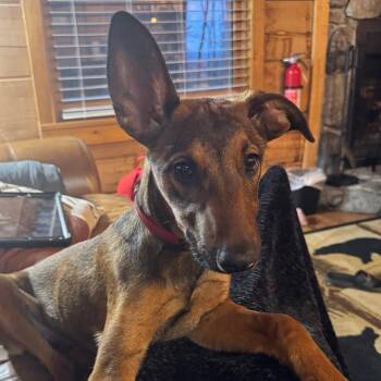 Doberman Pinscher and Belgian Shepherd Malinois Dogs Available for ...