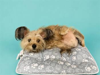 1,182 Yorkshire Terrier Dogs Available for Adoption | PetCurious