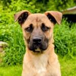 533 Turkish Kangal and Mastiff Dogs for Adoption | PetCurious