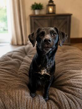 Australian Cattle Dog Blue Heeler and Labrador Retriever Dogs Available ...