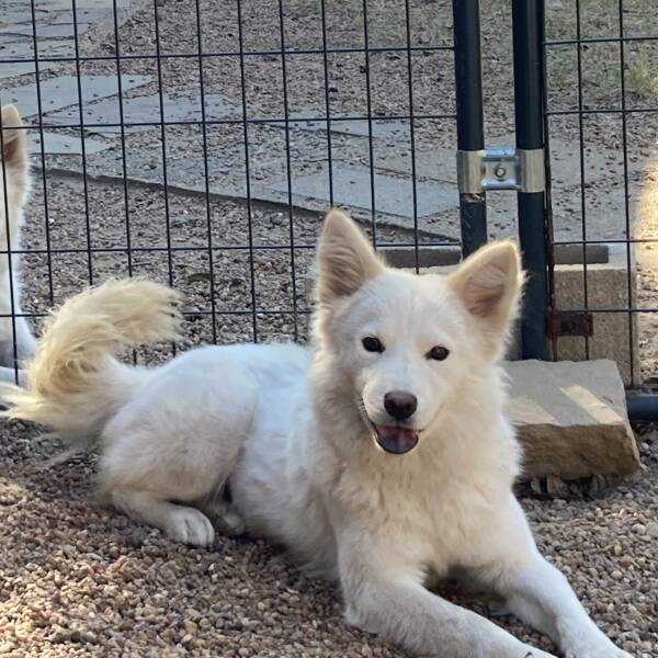 Rescue American Eskimo Dog and Husky Dogs for Adoption in Houston ...