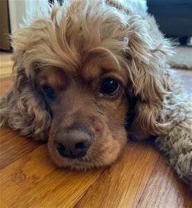 Cocker Spaniel Rescue Dogs for Adoption near Shawnee, Kansas | PetCurious