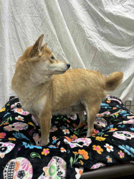 Rescue Shiba Inu Dogs for Adoption in Mukwonago, Wisconsin - Nakita ...