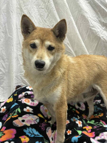 Rescue Shiba Inu Dogs for Adoption in Mukwonago, Wisconsin - Nakita ...