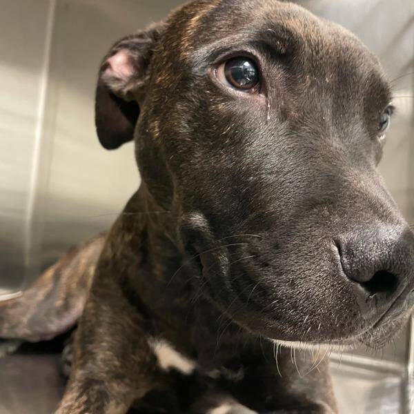 Camila - Terrier Dog for Adoption in Des Moines, Iowa - Camila | PetCurious