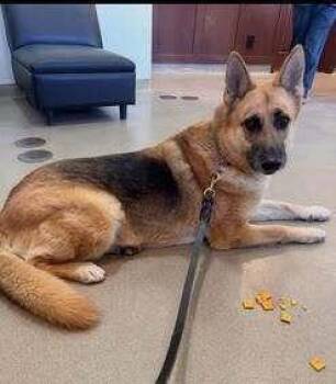83 German Shepherd Dog Dogs for Adoption near Greenvale, New York ...