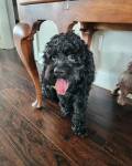 101 Cockapoo Dogs Available for Adoption | PetCurious