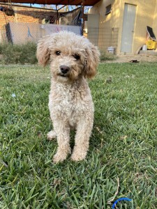 Miniature Poodle Rescue Dogs for Adoption near Mount Shasta, California ...