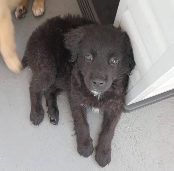 SIMBA - Golden Retriever and Mixed Breed Dog for Adoption - SIMBA ...