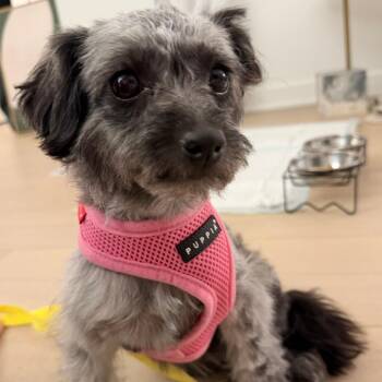 1,355 Yorkshire Terrier Dogs for Adoption | PetCurious