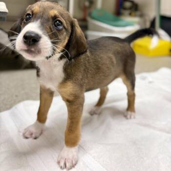 English Springer Spaniel and Labrador Retriever Dogs Available for ...