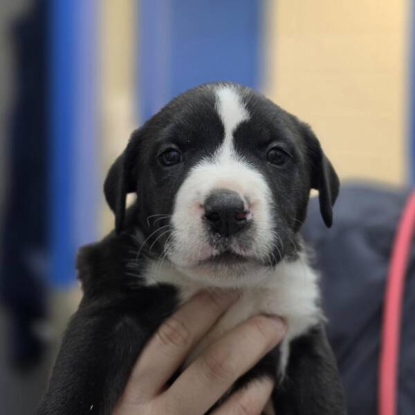 Serena - Mixed Breed Dog for Adoption in Huntsville, Alabama - Serena ...