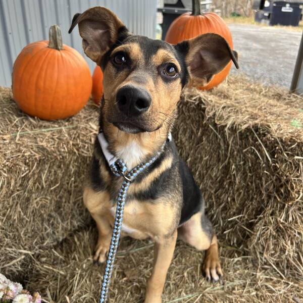 Rescue Mixed Breed Dogs for Adoption in Howes Cave, New York - Decker ...