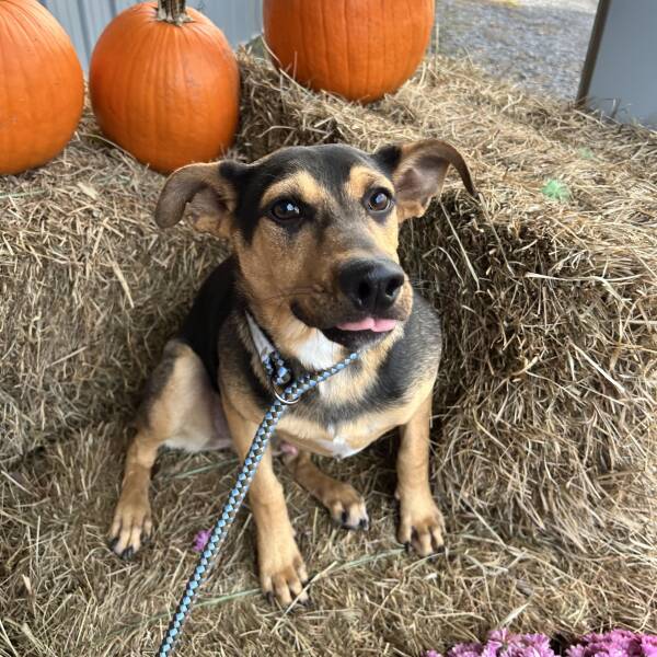 Rescue Mixed Breed Dogs for Adoption in Howes Cave, New York - Decker ...